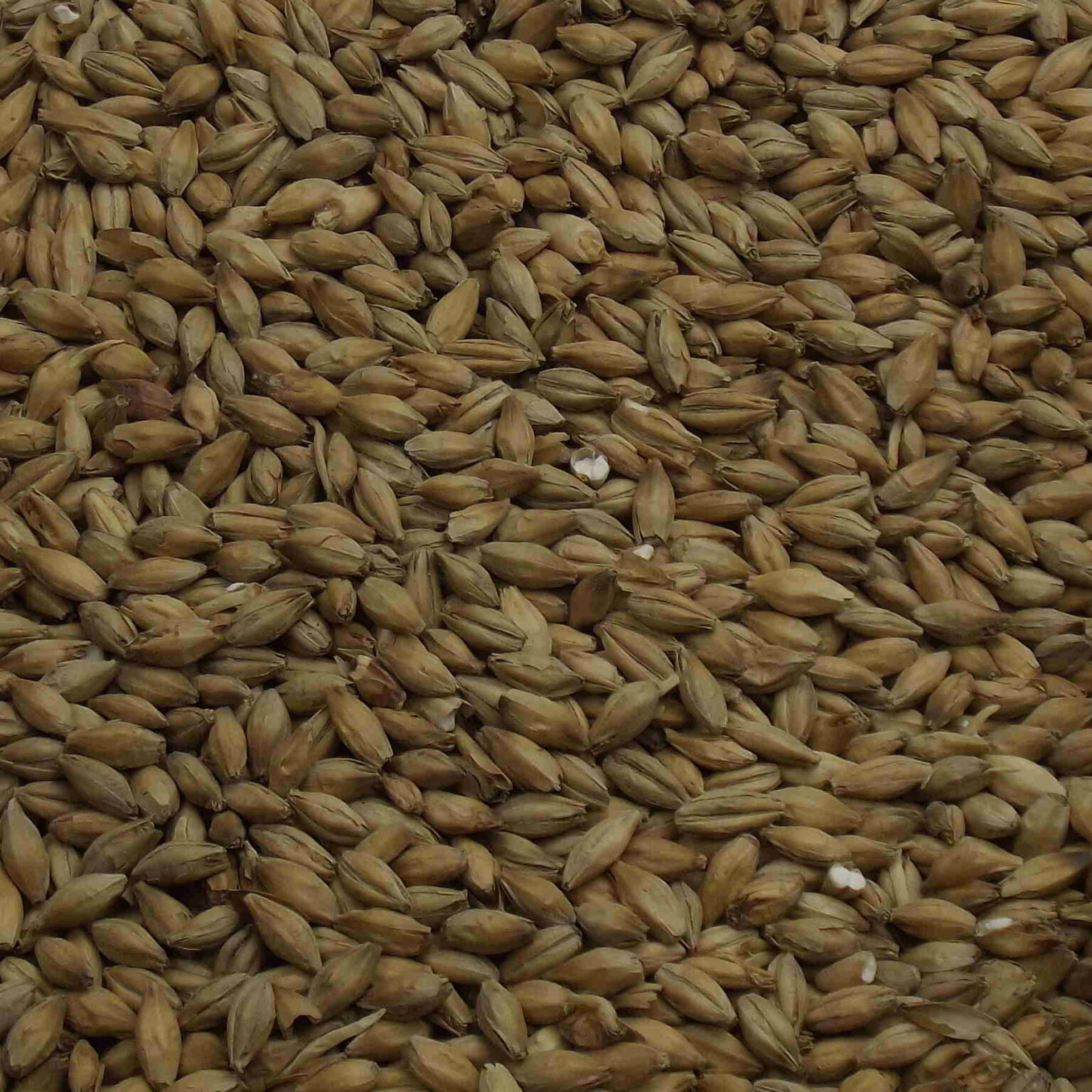 Golden Promise Ale Malt, Fawcett. EBC: 7,0 - 7,9 - Lund Teknik - Alt ...