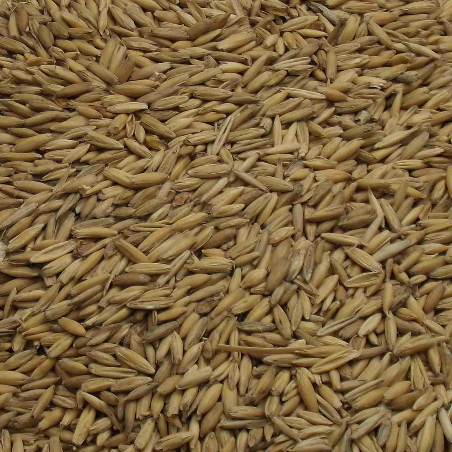 Oat Malt, Fawcett. EBC: 4,0, 25 kg - Lund Teknik - Alt til ølbrygning